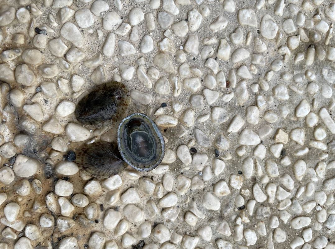 慢食臺東-走田野-阿美族潮間帶採集 ｜慢食台東